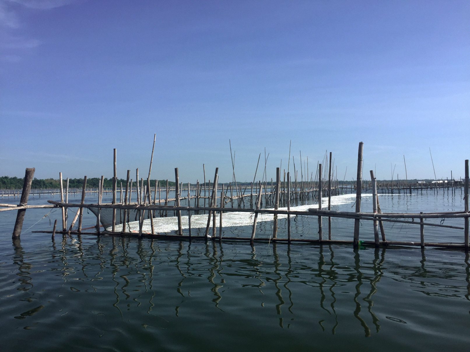 In Full Bloom: Predicting HAB events using A.I. - UP Marine Science ...