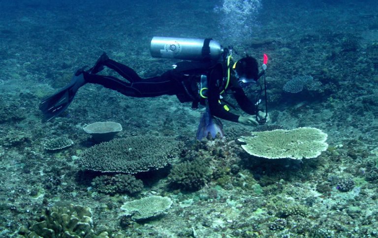 About MSI - UP Marine Science Institute
