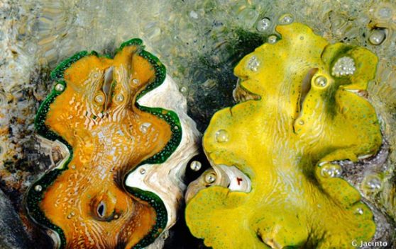 About MSI - UP Marine Science Institute