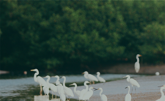 MSI Academics - UP Marine Science Institute