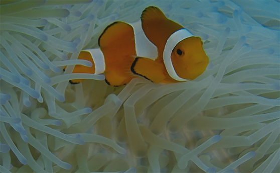 MSI Academics - UP Marine Science Institute