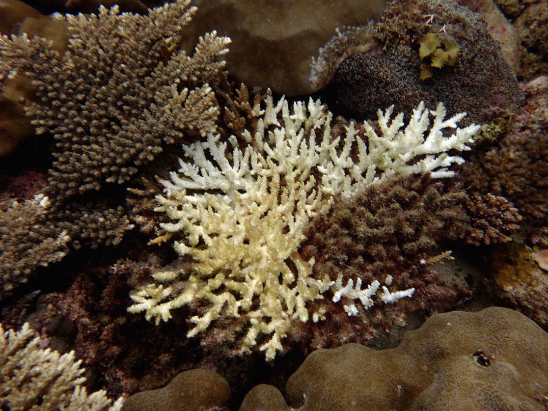 Bolinao Marine Lab - UP Marine Science Institute