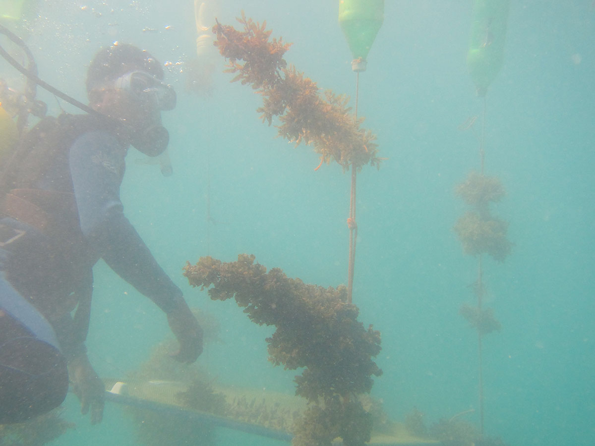 Marine Biogeochemistry Laboratory - UP Marine Science Institute