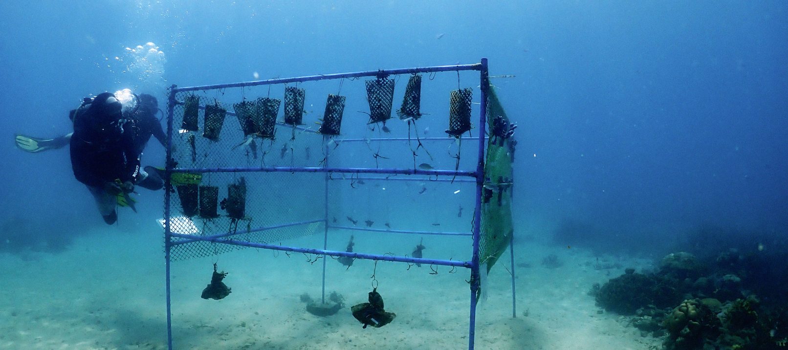 Marine Pharmacognosy Laboratory - UP Marine Science Institute