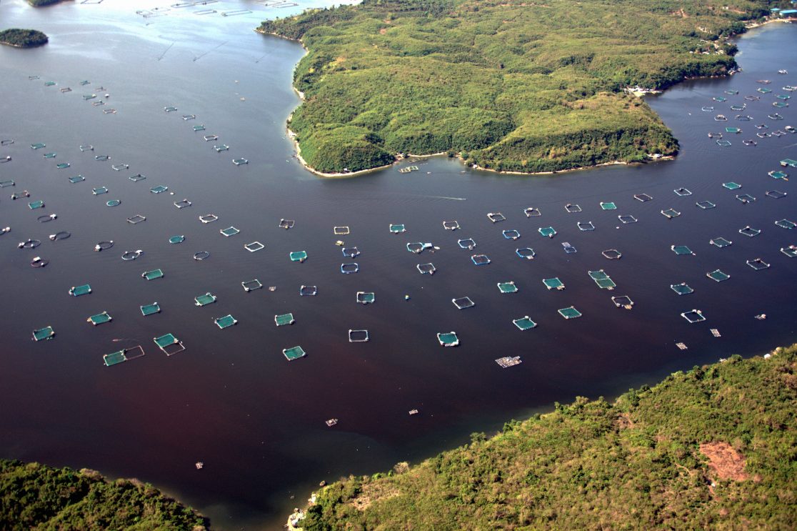 In Full Bloom: Predicting HAB events using A.I. - UP Marine Science ...