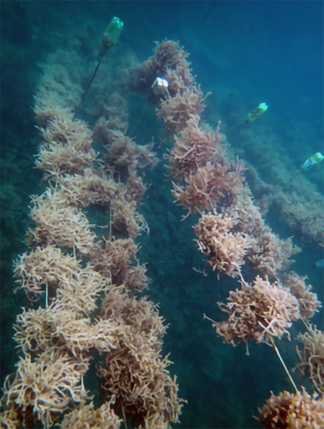 Seaweed as a Resilient Food Solution After a Nuclear War - UP Marine ...