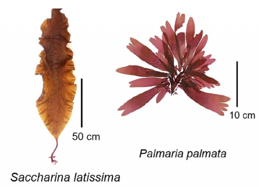 Enrichment of the protein content of the macroalgae Saccharina ...