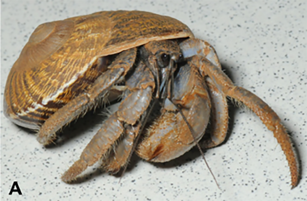 Morphological and Molecular Evidence for the Identity of Two Land ...