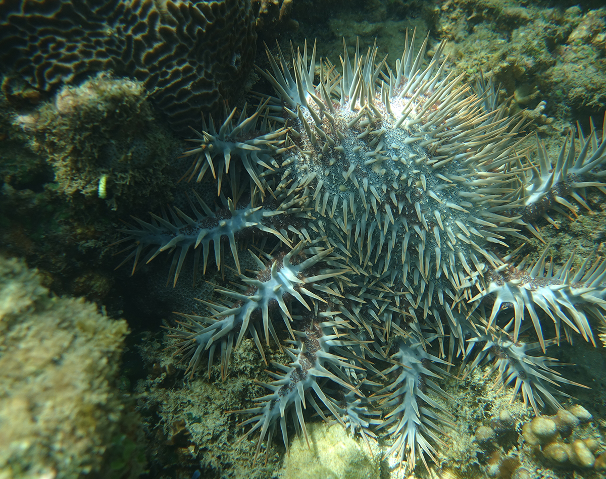 Marine Biodiversity and Evolution Laboratory - UP Marine Science Institute