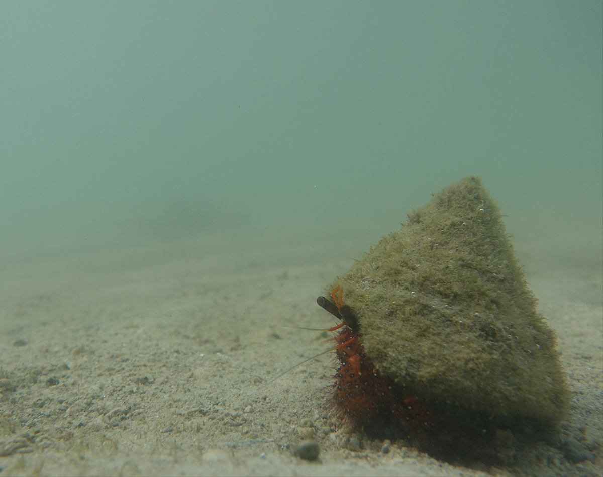 Marine Biodiversity and Evolution Laboratory - UP Marine Science Institute