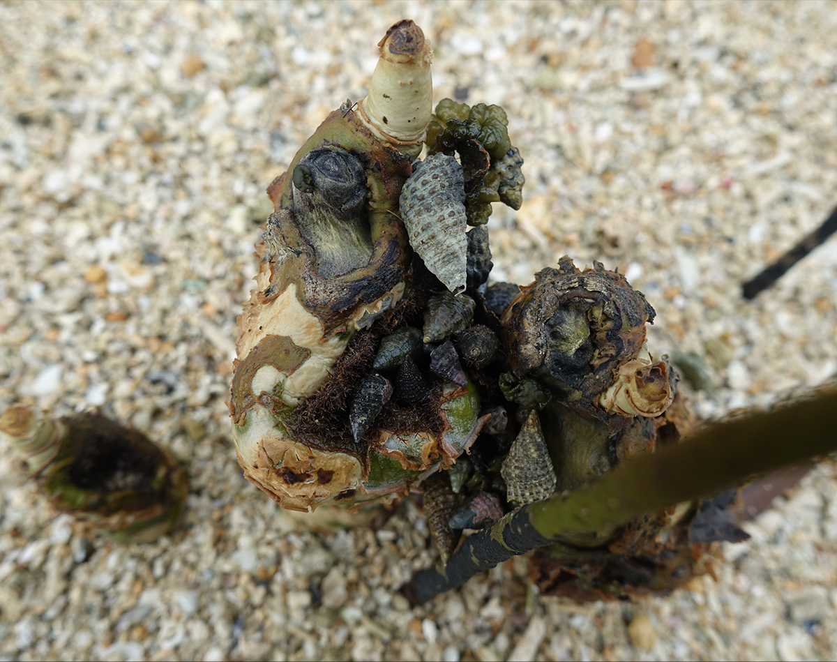 Marine Biodiversity and Evolution Laboratory - UP Marine Science Institute