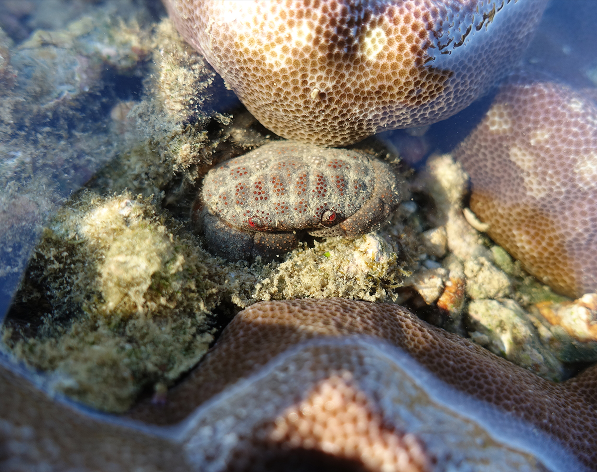 Marine Biodiversity and Evolution Laboratory - UP Marine Science Institute