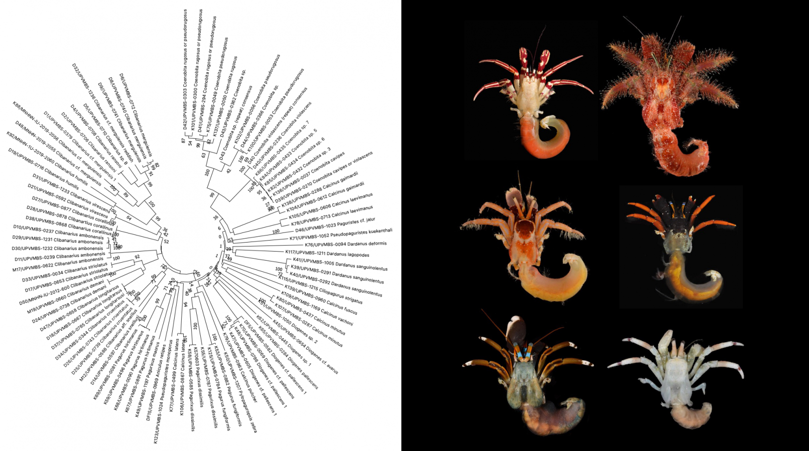 Marine Biodiversity and Evolution Laboratory - UP Marine Science Institute