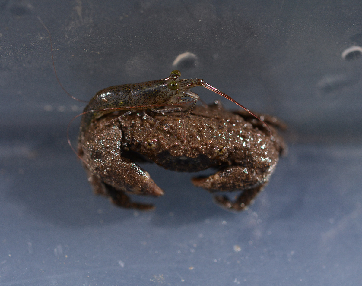 Marine Biodiversity and Evolution Laboratory - UP Marine Science Institute