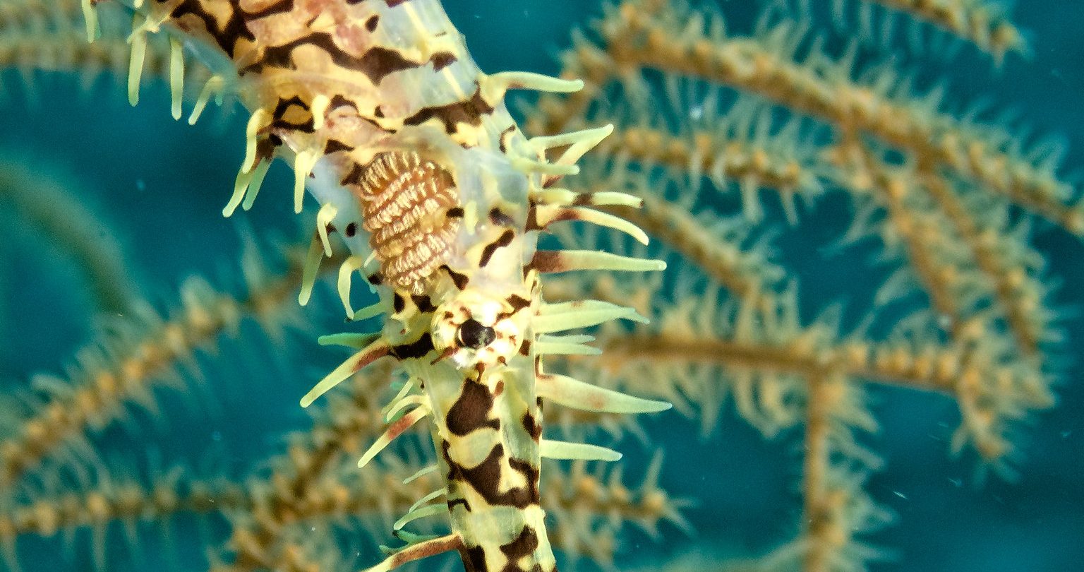 Marine Biodiversity Resources and Information System (MBRIS) - UP ...
