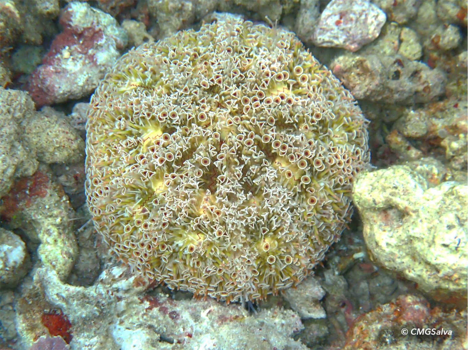 Biodiversity Research Continues in Pag-asa Island, West Philippine Sea ...