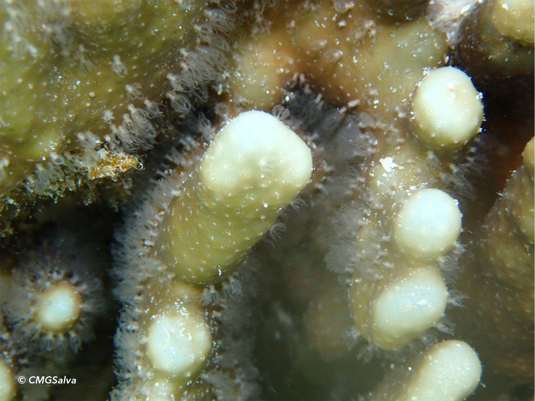 Biodiversity Research Continues in Pag-asa Island, West Philippine Sea ...