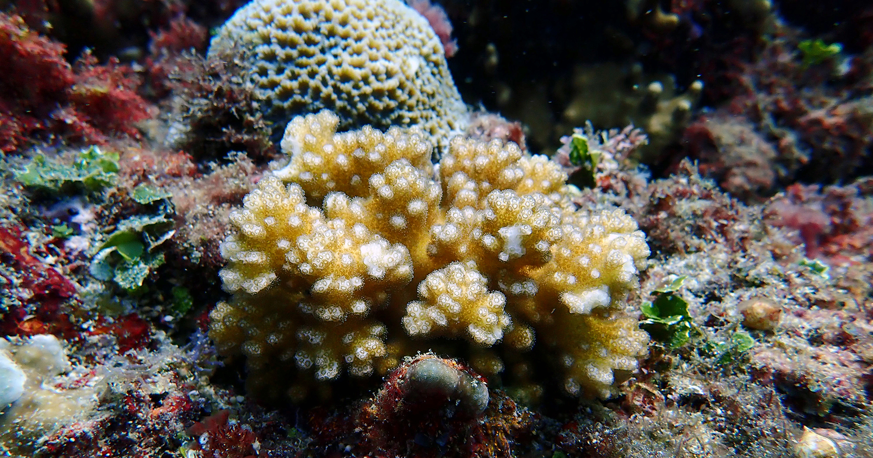 UP MSI to establish PH’s first coral cryobank facility for coral ...